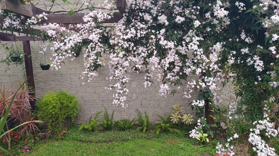 Espécies de plantas para fachadas de casas - Decorando Casas