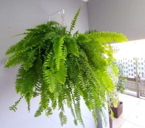 Tipos de samambaias - Nomes e fotos - Decorando Casas